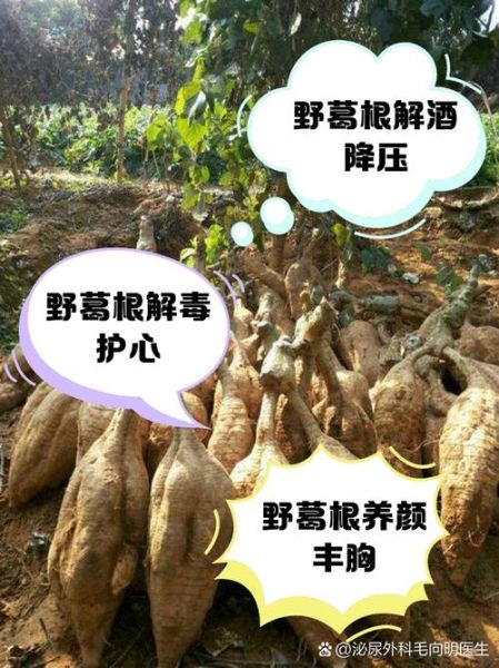 葛根能降血压吗_葛根怎么吃效果最好-第1张图片-山城妙识