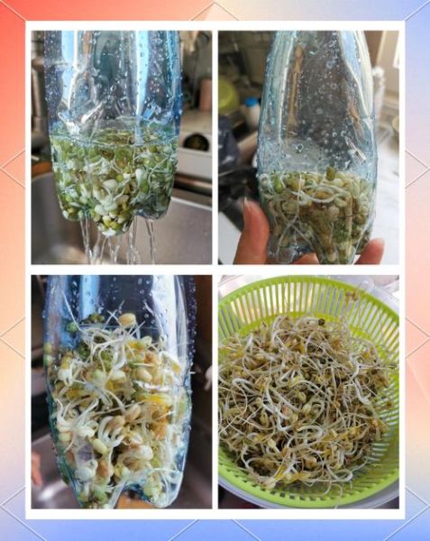 自制豆芽的方法_家庭发豆芽的窍门-第3张图片-山城妙识