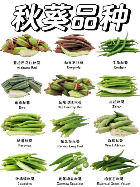 秋葵不焯水吃有毒吗_秋葵生吃安全吗-第3张图片-山城妙识 秋葵不焯水吃有毒吗_秋葵生吃安全吗-第3张图片-山城妙识