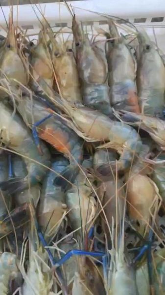 罗氏虾多少钱一斤_罗氏虾价格为什么波动这么大-第2张图片-山城妙识