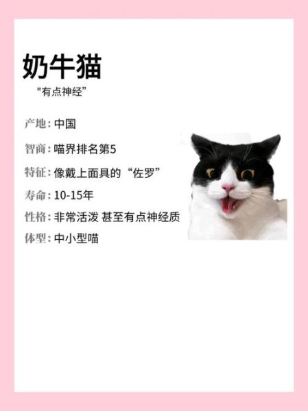 奶牛猫是什么品种_奶牛猫性格特点-第3张图片-山城妙识