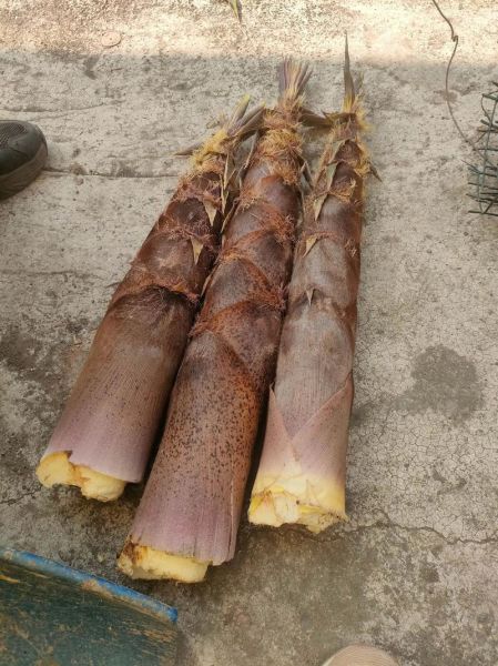 夏天的竹笋可以吃吗_如何挑选新鲜竹笋-第2张图片-山城妙识 夏天的竹笋可以吃吗_如何挑选新鲜竹笋-第2张图片-山城妙识