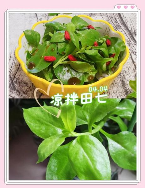 田七菜怎么凉拌好吃_田七菜正确吃法图片-第1张图片-山城妙识 田七菜怎么凉拌好吃_田七菜正确吃法图片-第1张图片-山城妙识