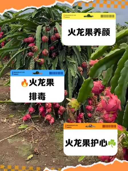 女人吃火龙果有什么好处_女人吃火龙果能减肥吗-第1张图片-山城妙识 女人吃火龙果有什么好处_女人吃火龙果能减肥吗-第1张图片-山城妙识