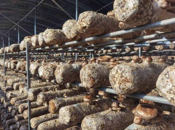 花菇哪里的产地最有名_花菇哪里产的最好-第1张图片-山城妙识