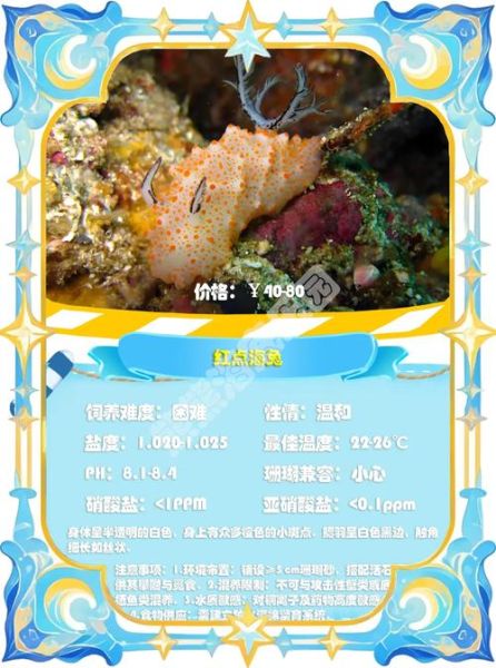 海兔的营养价值_海兔的功效与作用-第1张图片-山城妙识