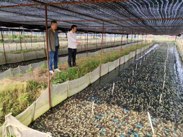 牛蛙养殖需要什么条件_牛蛙养殖场地怎么建-第1张图片-山城妙识