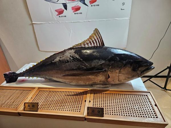 金枪鱼多少钱一斤今日行情_新鲜蓝鳍金枪鱼价格-第3张图片-山城妙识