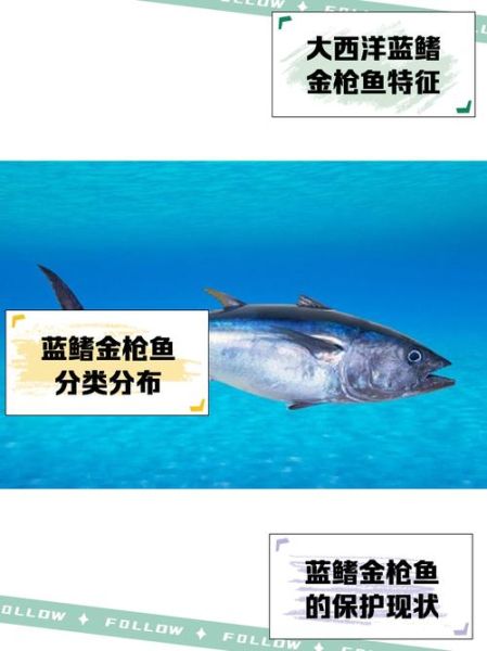 金枪鱼多少钱一斤今日行情_新鲜蓝鳍金枪鱼价格-第2张图片-山城妙识