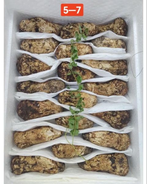 东北松茸多少钱一斤_东北松茸价格行情-第2张图片-山城妙识