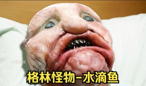 水滴鱼表情包为什么这么丑_水滴鱼表情包怎么火起来的-第1张图片-山城妙识