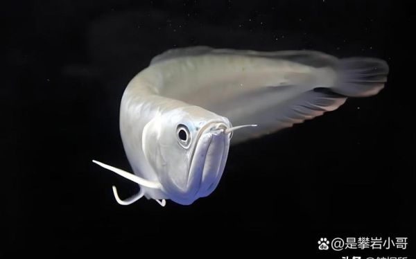 龙鱼为什么那么贵_龙鱼价格高的原因-第1张图片-山城妙识