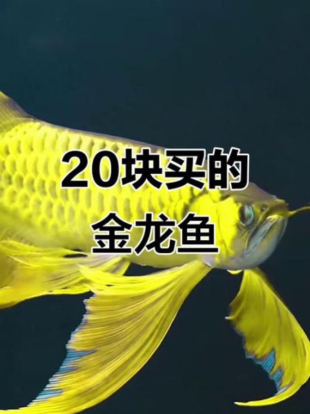 龙鱼为什么那么贵_龙鱼价格高的原因-第2张图片-山城妙识