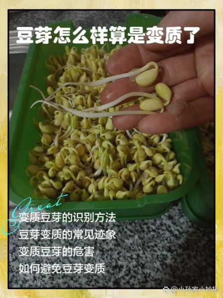 豆芽菜发芽了还能吃吗_如何正确判断豆芽是否变质-第1张图片-山城妙识