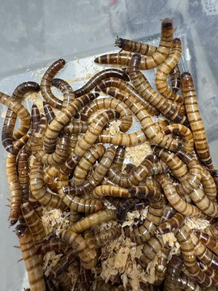 大麦虫怎么养_大麦虫吃什么最好-第2张图片-山城妙识