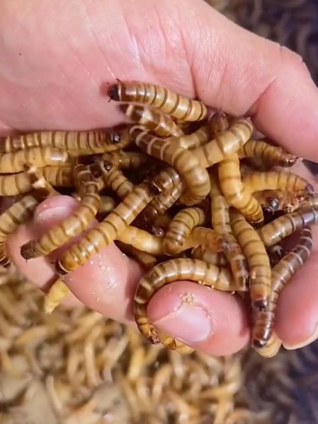 大麦虫怎么养_大麦虫吃什么最好-第1张图片-山城妙识