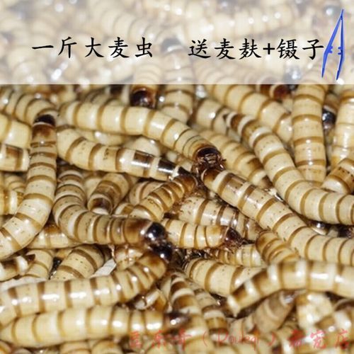 大麦虫怎么养_大麦虫吃什么最好-第3张图片-山城妙识