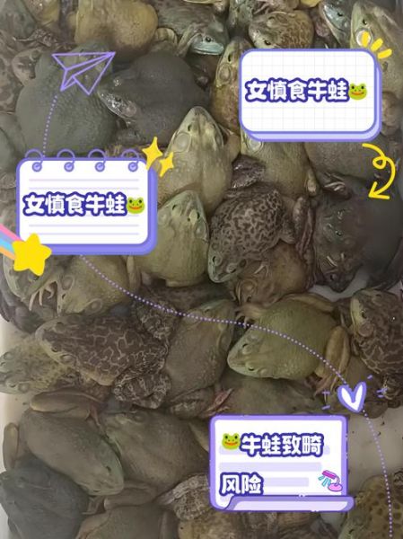 女生为什么少吃牛蛙_女生吃牛蛙的危害-第1张图片-山城妙识 女生为什么少吃牛蛙_女生吃牛蛙的危害-第1张图片-山城妙识