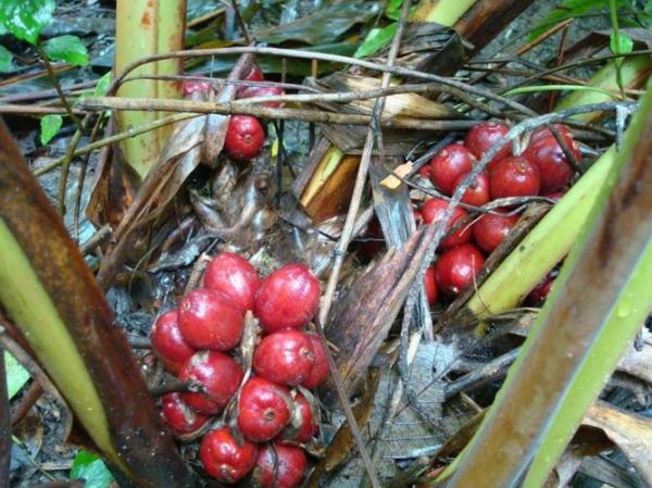 草果图片大全_草果长什么样-第3张图片-山城妙识 草果图片大全_草果长什么样-第3张图片-山城妙识