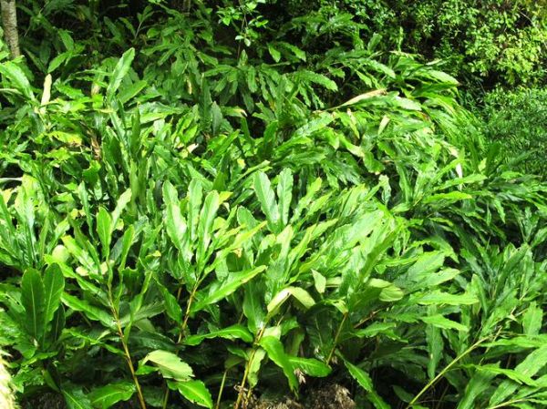 草果图片大全_草果长什么样-第2张图片-山城妙识 草果图片大全_草果长什么样-第2张图片-山城妙识