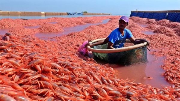 淡水虾养殖技术视频_新手如何快速上手-第2张图片-山城妙识