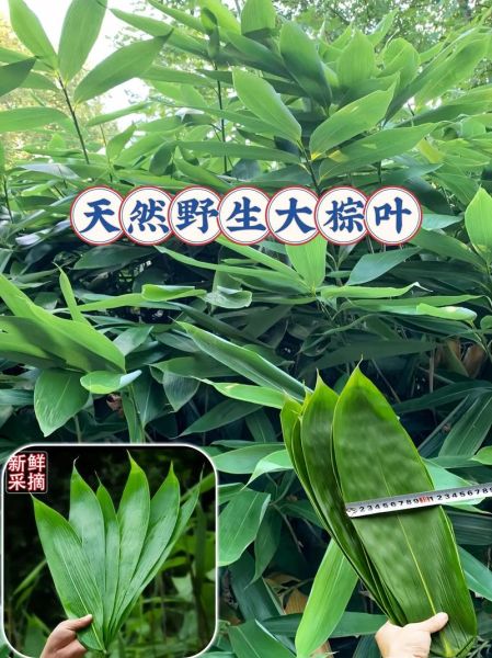 包粽子的叶子叫什么树_粽叶是哪种植物的叶子-第1张图片-山城妙识 包粽子的叶子叫什么树_粽叶是哪种植物的叶子-第1张图片-山城妙识