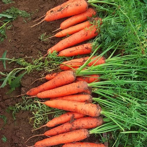 红萝卜图片大全大图_红萝卜怎么挑最新鲜-第3张图片-山城妙识 红萝卜图片大全大图_红萝卜怎么挑最新鲜-第3张图片-山城妙识