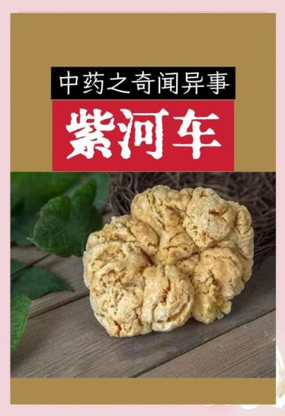 紫河车是什么_紫河车功效与作用-第3张图片-山城妙识