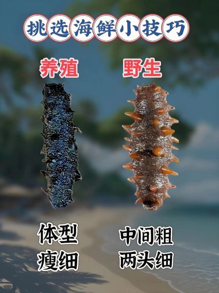 海产品批发市场进货渠道_如何挑选优质货源-第2张图片-山城妙识