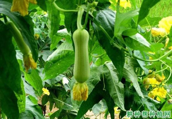 丝瓜影院电脑版怎么下载_丝瓜影院电脑版安全吗-第3张图片-山城妙识