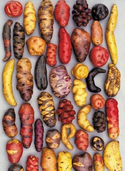 土豆品种大全_哪个品种最好吃-第2张图片-山城妙识
