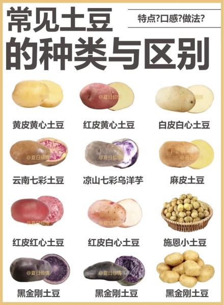 土豆品种大全_哪个品种最好吃-第1张图片-山城妙识