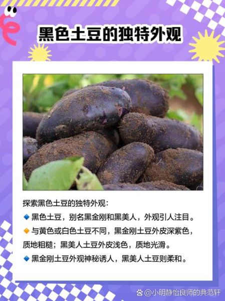 黑土豆产地在哪里_黑土豆哪里产的最好-第1张图片-山城妙识 黑土豆产地在哪里_黑土豆哪里产的最好-第1张图片-山城妙识