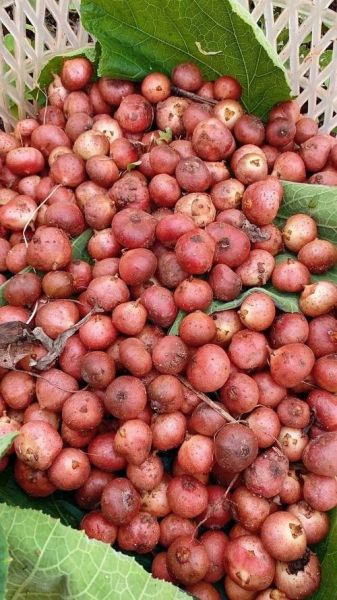 四川野地瓜图片_野地瓜长什么样-第1张图片-山城妙识 四川野地瓜图片_野地瓜长什么样-第1张图片-山城妙识