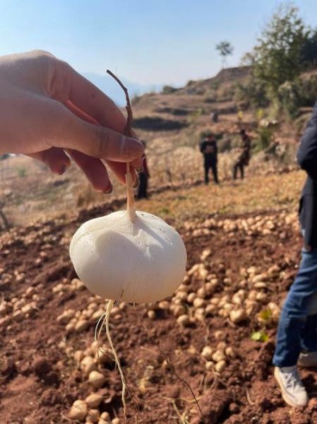 四川野地瓜图片_野地瓜长什么样-第3张图片-山城妙识 四川野地瓜图片_野地瓜长什么样-第3张图片-山城妙识