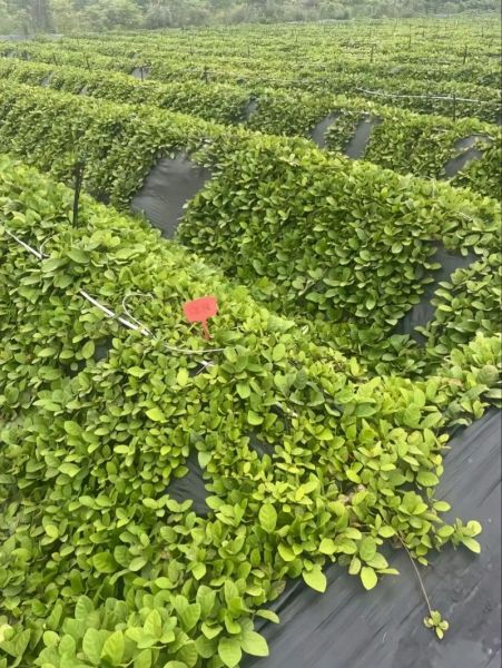 四川野地瓜图片_野地瓜长什么样-第2张图片-山城妙识 四川野地瓜图片_野地瓜长什么样-第2张图片-山城妙识