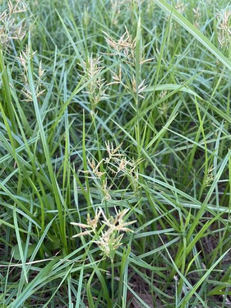 香附子草长什么样_香附子草图片怎么识别-第2张图片-山城妙识