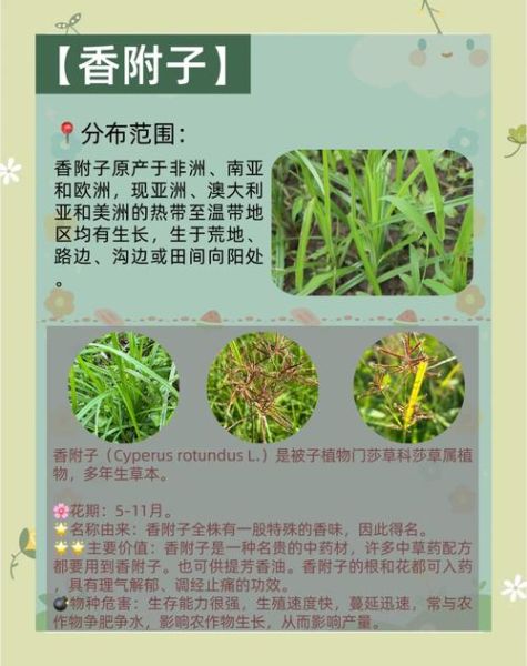 香附子草长什么样_香附子草图片怎么识别-第3张图片-山城妙识