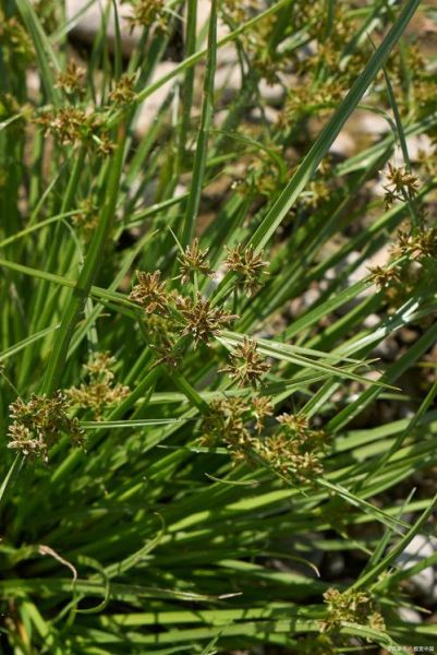 香附子草长什么样_香附子草图片怎么识别-第1张图片-山城妙识