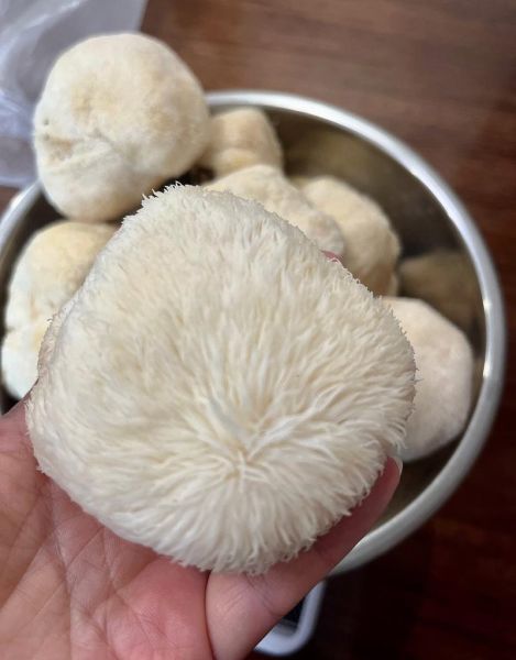 吃猴头菇中毒的症状_猴头菇中毒怎么办-第2张图片-山城妙识