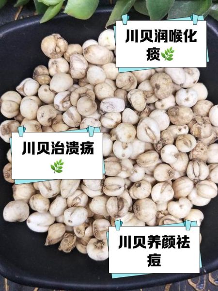 川贝母的功效与作用_川贝母怎么吃效果好-第1张图片-山城妙识