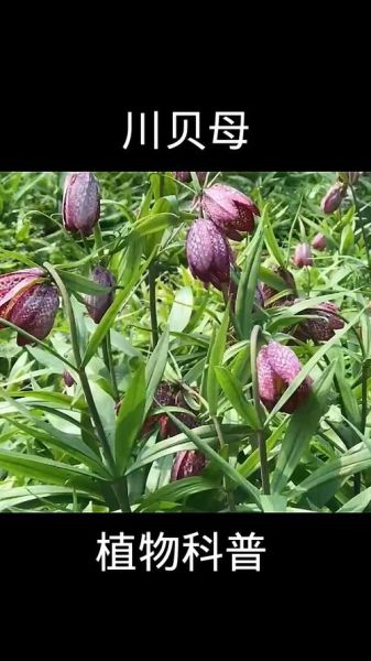 川贝母的功效与作用_川贝母怎么吃效果好-第3张图片-山城妙识