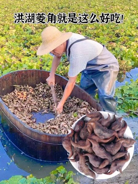 菱角图片怎么吃_菱角怎么吃图解-第3张图片-山城妙识 菱角图片怎么吃_菱角怎么吃图解-第3张图片-山城妙识