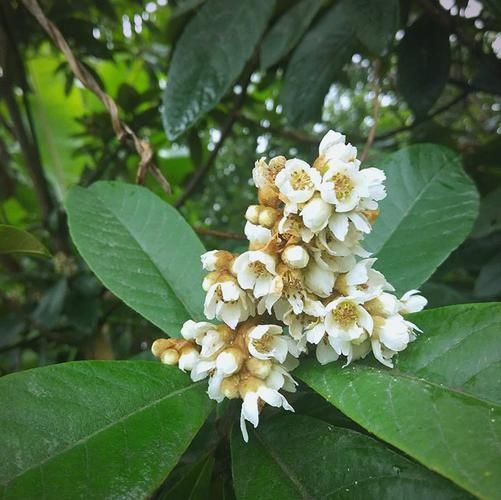 枇杷花图片_如何辨别枇杷花与梨花-第2张图片-山城妙识