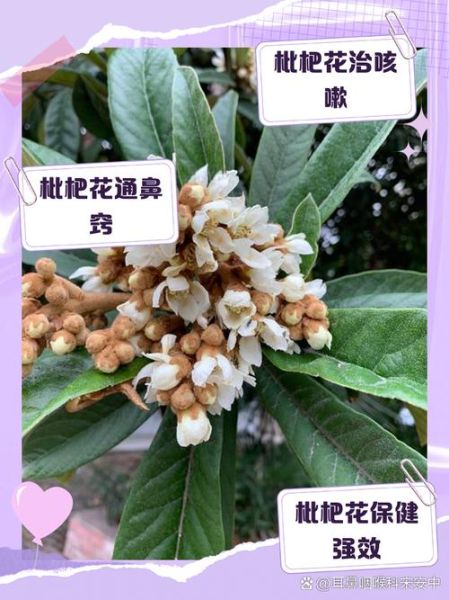 枇杷花图片_如何辨别枇杷花与梨花-第3张图片-山城妙识