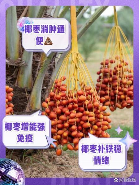 椰枣的功效与作用_椰枣一天吃几个合适-第3张图片-山城妙识 椰枣的功效与作用_椰枣一天吃几个合适-第3张图片-山城妙识