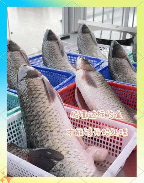 脆肉鲩是什么鱼_脆肉鲩和普通草鱼区别-第1张图片-山城妙识