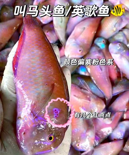 海鱼臭了还能吃吗_如何判断海鱼是否变质-第1张图片-山城妙识 海鱼臭了还能吃吗_如何判断海鱼是否变质-第1张图片-山城妙识