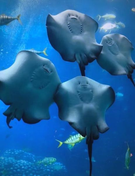 鳐鱼视频怎么拍_鳐鱼视频拍摄技巧-第1张图片-山城妙识