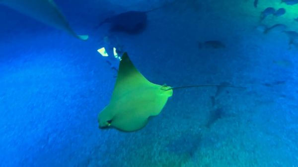 鳐鱼视频怎么拍_鳐鱼视频拍摄技巧-第2张图片-山城妙识